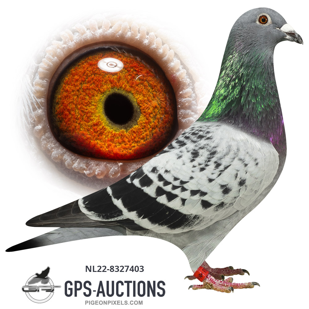 The Crown Pigeon Racing Pigeons - GPS-Auctions