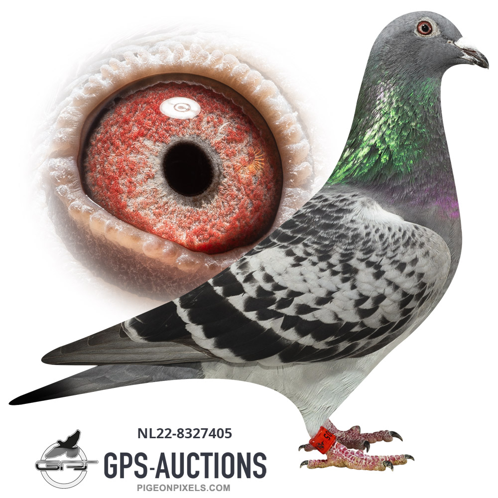 The Crown Pigeon Racing Pigeons - GPS-Auctions