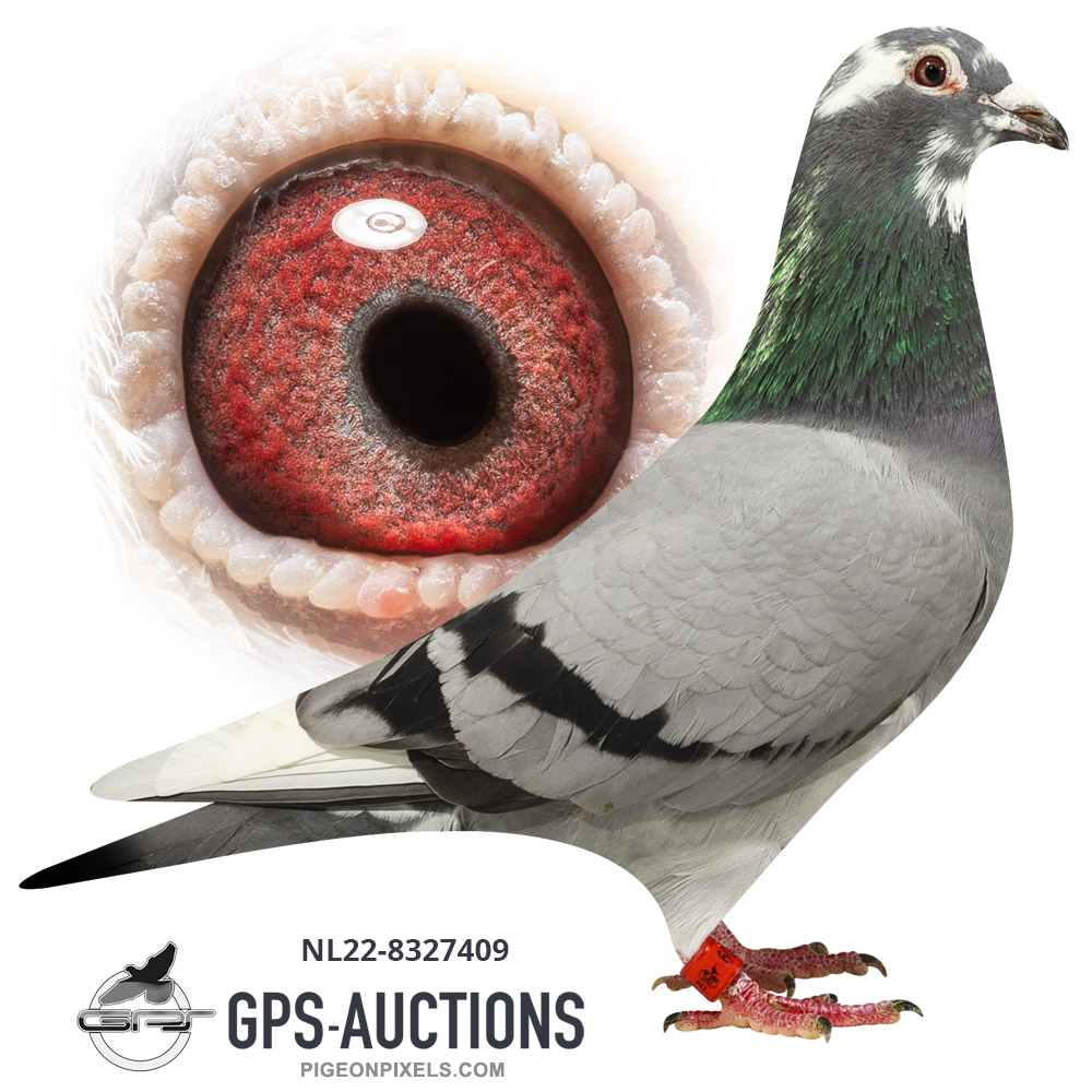 The Crown Pigeon Racing Pigeons - GPS-Auctions