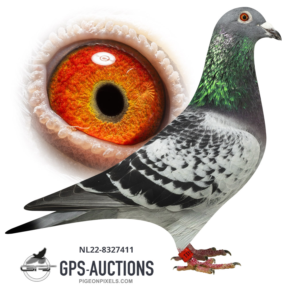 The Crown Pigeon Racing Pigeons - GPS-Auctions