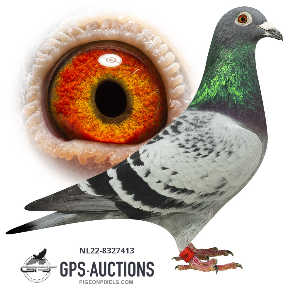 The Crown Pigeon Racing Pigeons - GPS-Auctions