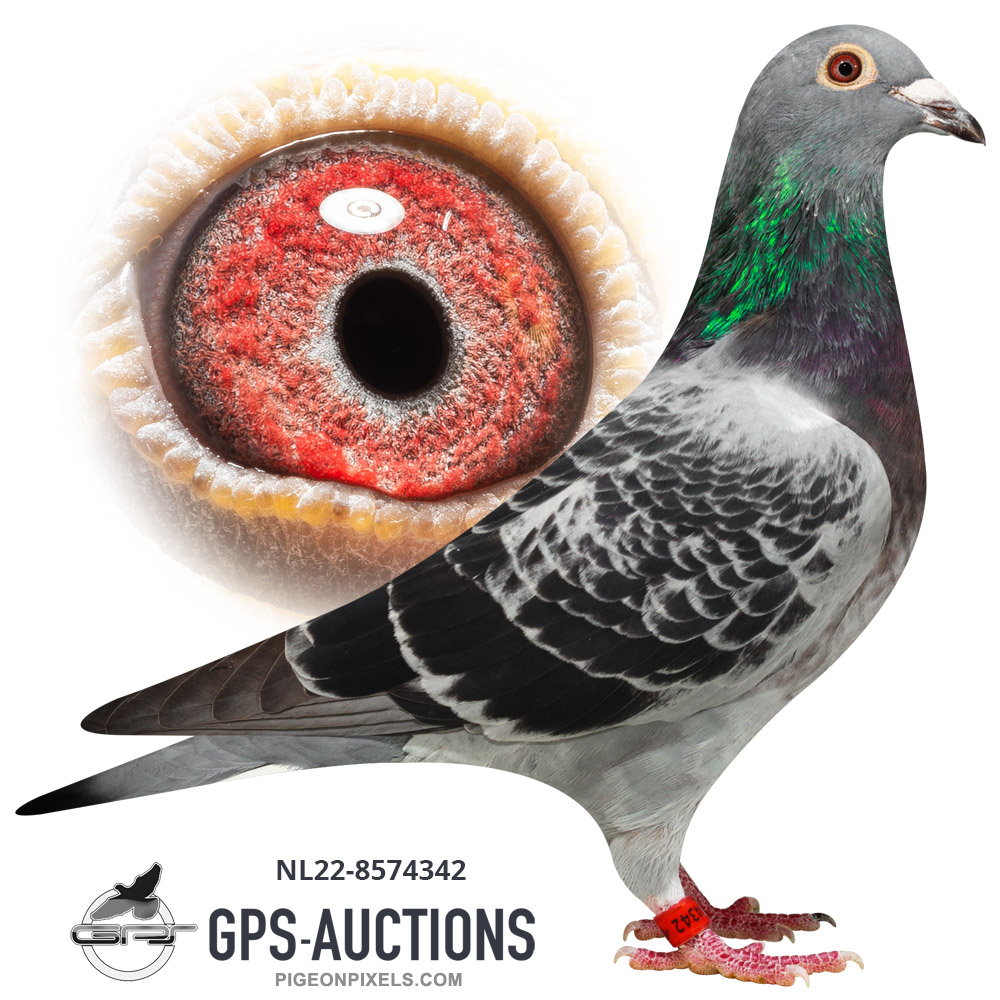 Twan Bongers Part 2 - GPS-Auctions