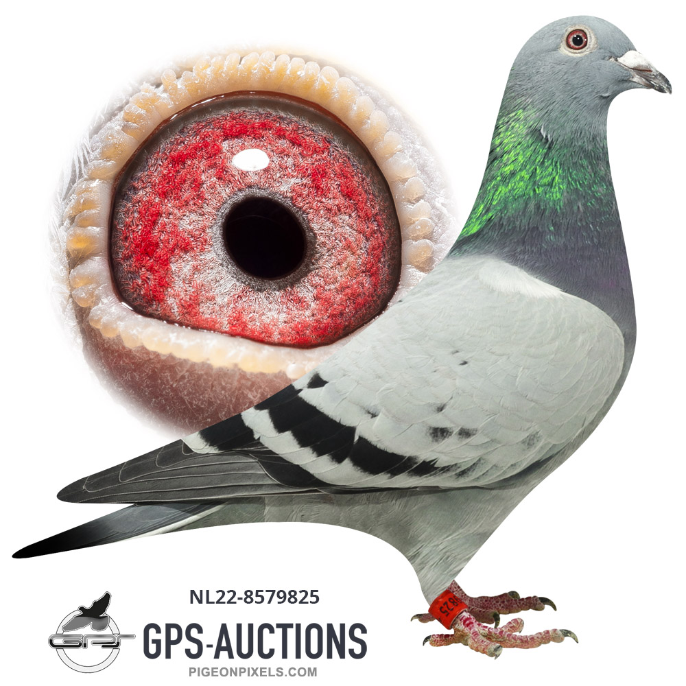 Will & Dirk Geudens - GPS-Auctions