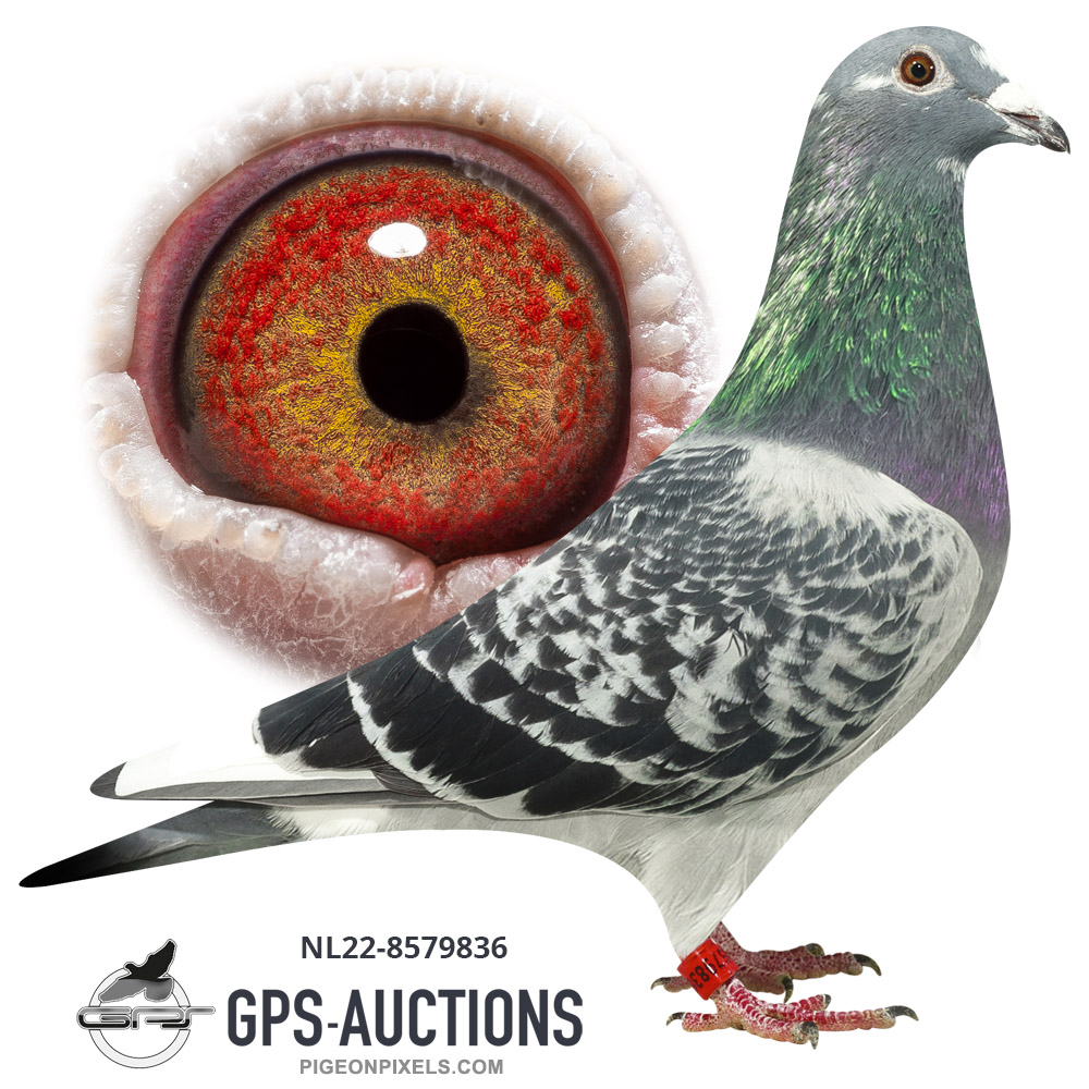 Will & Dirk Geudens - GPS-Auctions