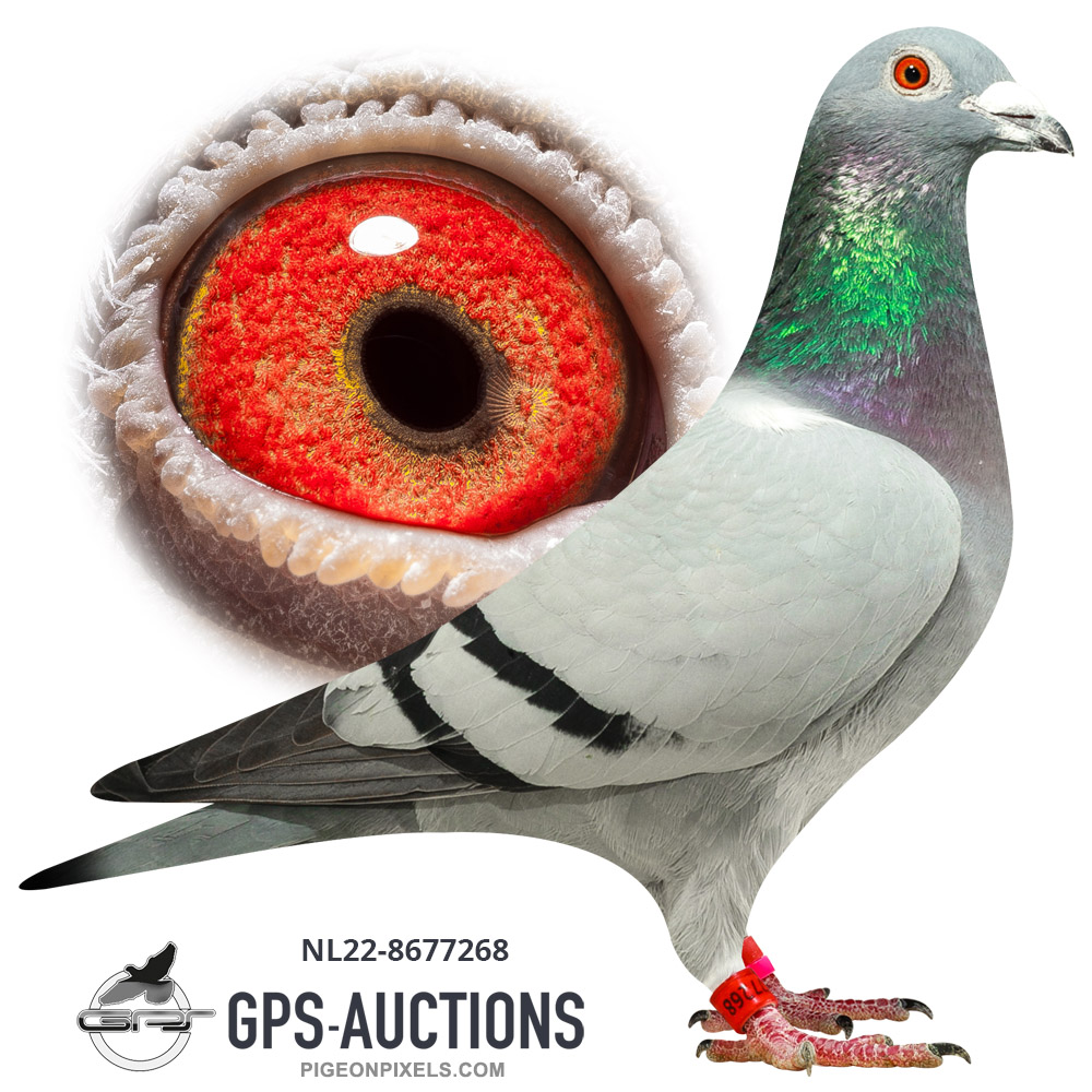 M. & S. Kobal - Speed Part 2 - GPS-Auctions