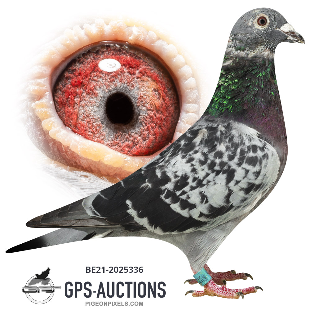 Koen van Roy Part 4 - GPS-Auctions