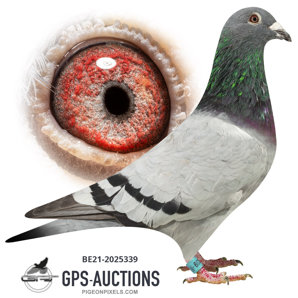 Koen van Roy Part 3 - GPS-Auctions