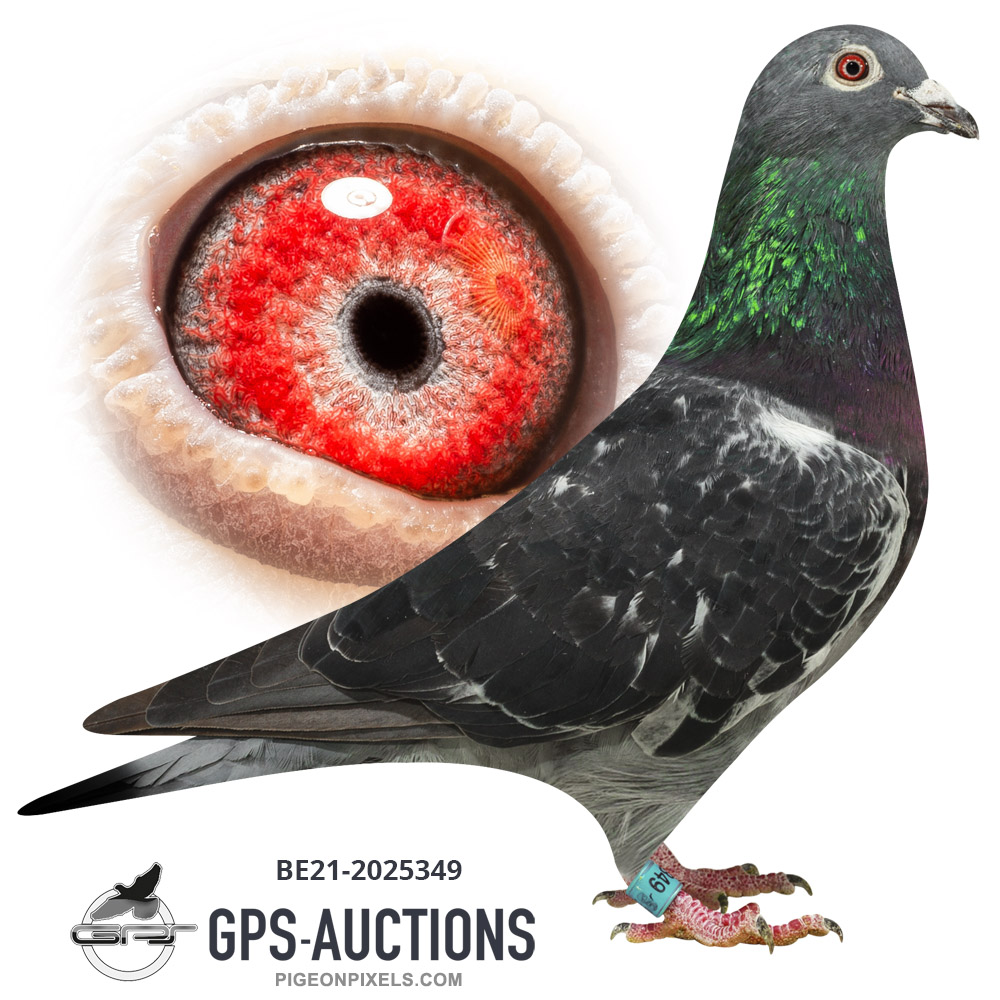 Koen van Roy Part 4 - GPS-Auctions