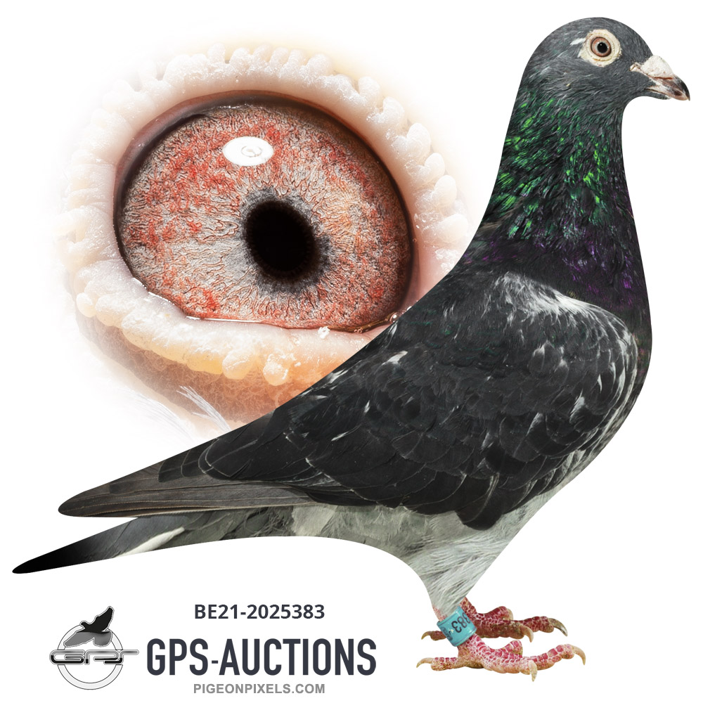 Koen van Roy Part 3 - GPS-Auctions