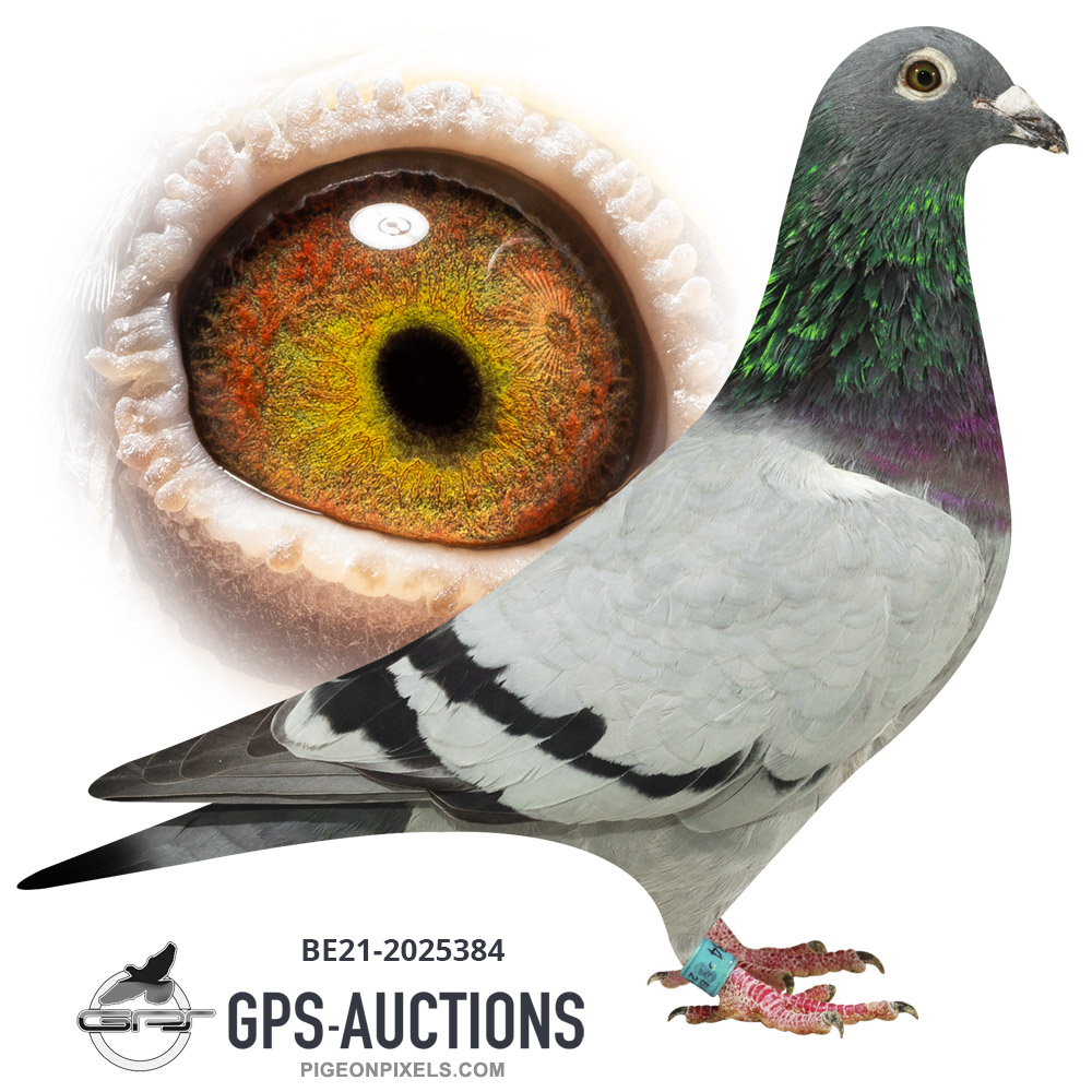 Koen van Roy Part 4 - GPS-Auctions