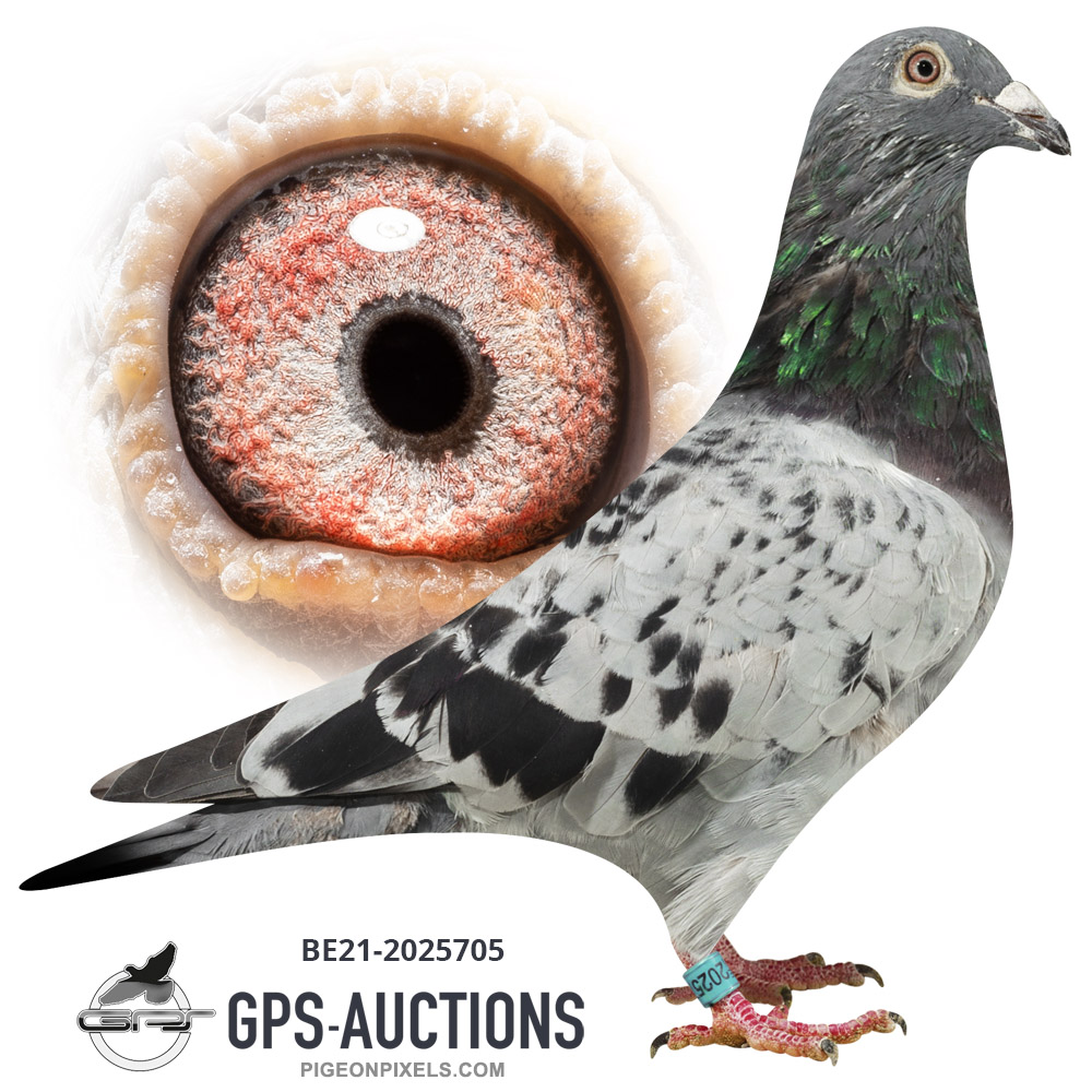 Koen van Roy Part 4 - GPS-Auctions