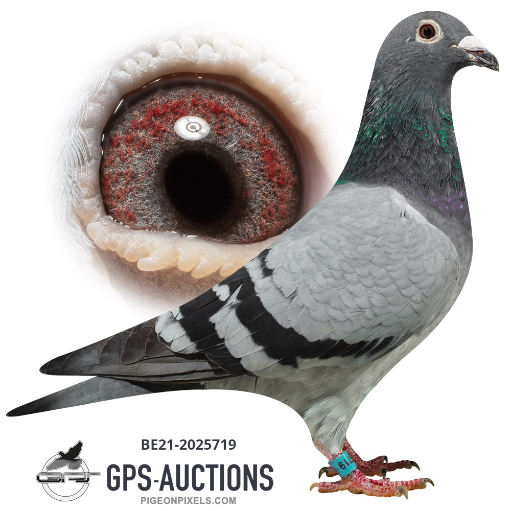 Koen van Roy Part 4 - GPS-Auctions