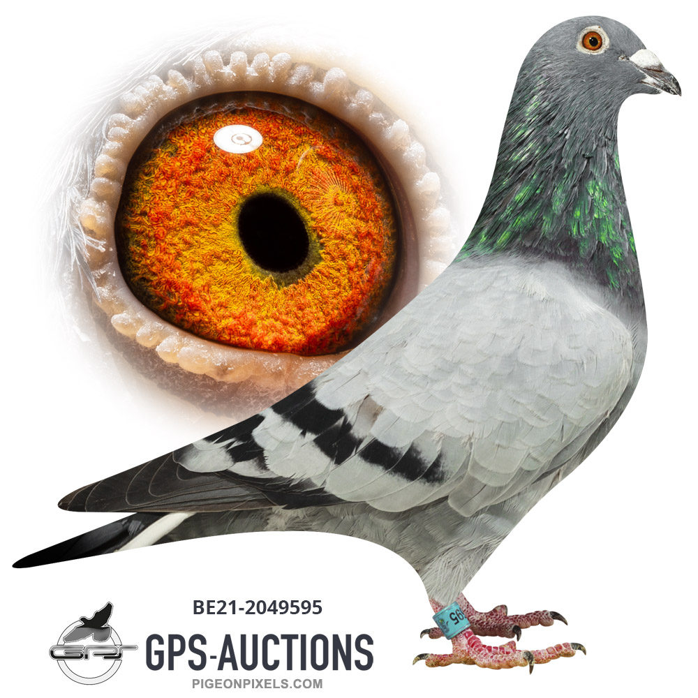 Koen van Roy Part 3 - GPS-Auctions