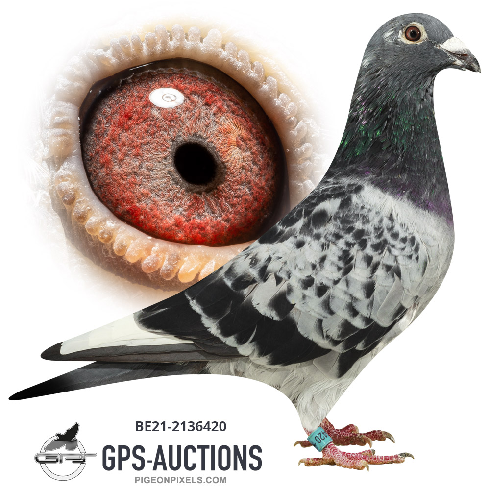Koen van Roy Part 4 - GPS-Auctions