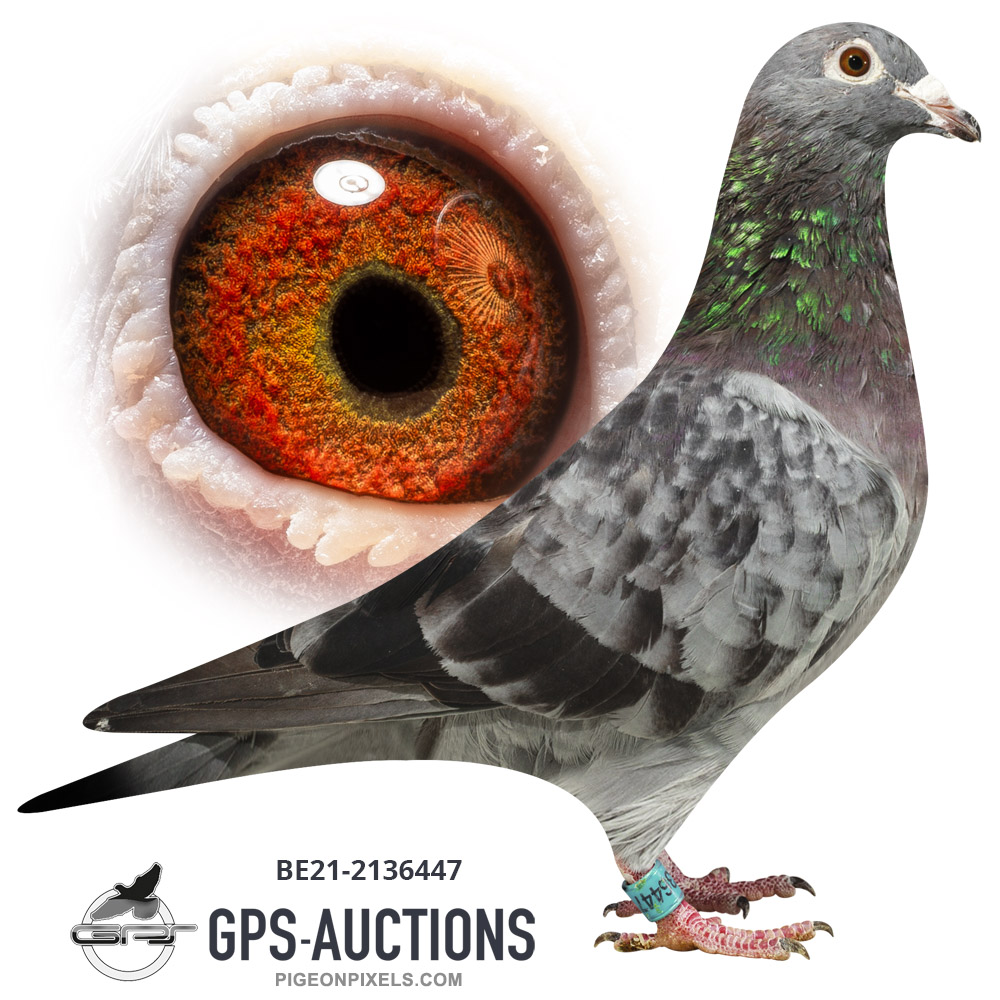 Koen van Roy Part 4 - GPS-Auctions