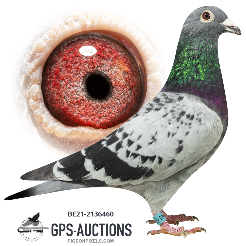 Koen van Roy Part 4 - GPS-Auctions