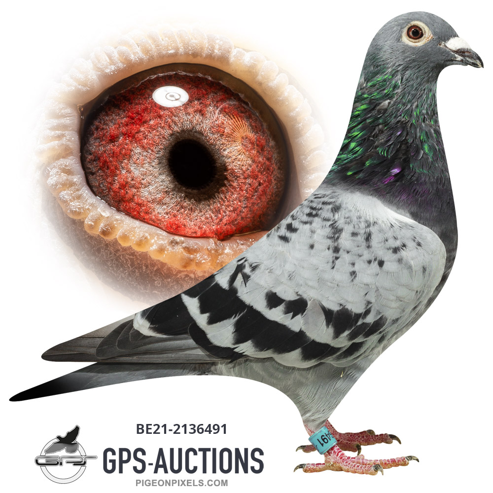 Koen van Roy Part 3 - GPS-Auctions