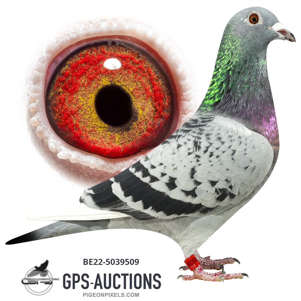 Kristin & Rob Rykx (B) - GPS-Auctions