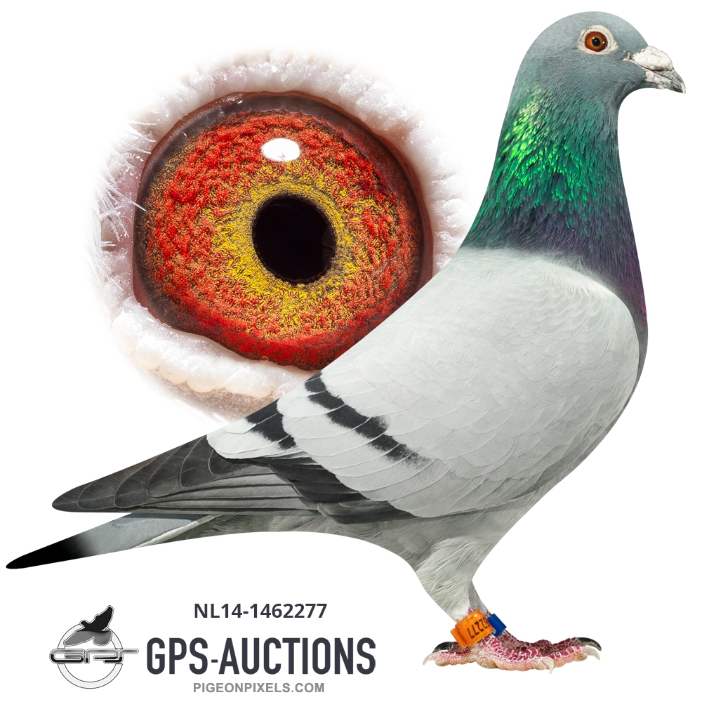 Total Auction Aaldering Pigeons - Saturday - Part 1 - GPS-Auctions