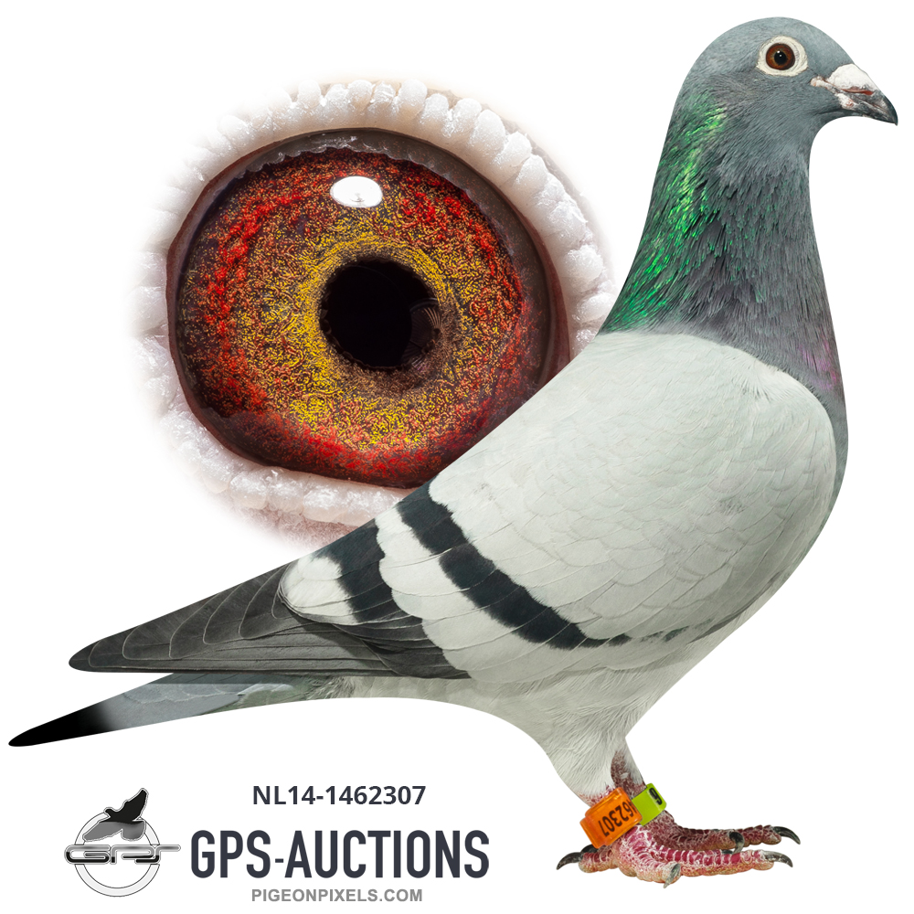 Total Auction Aaldering Pigeons - Saturday - Part 2 - GPS-Auctions