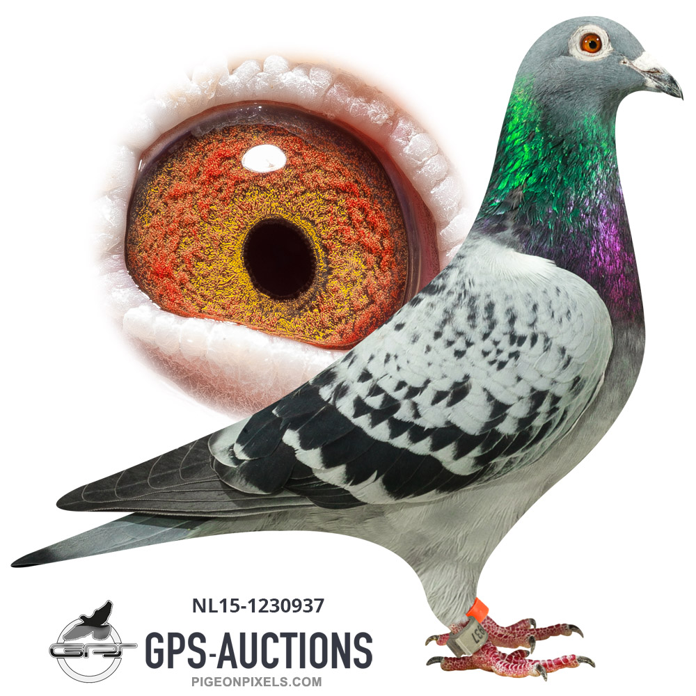 Total Auction Aaldering Pigeons - Saturday - Part 1 - GPS-Auctions