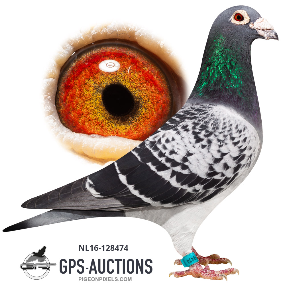 Total Auction Aaldering Pigeons - Saturday - Part 2 - GPS-Auctions