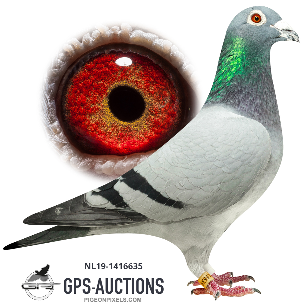 Total Auction Aaldering Pigeons - Saturday - Part 3 - GPS-Auctions