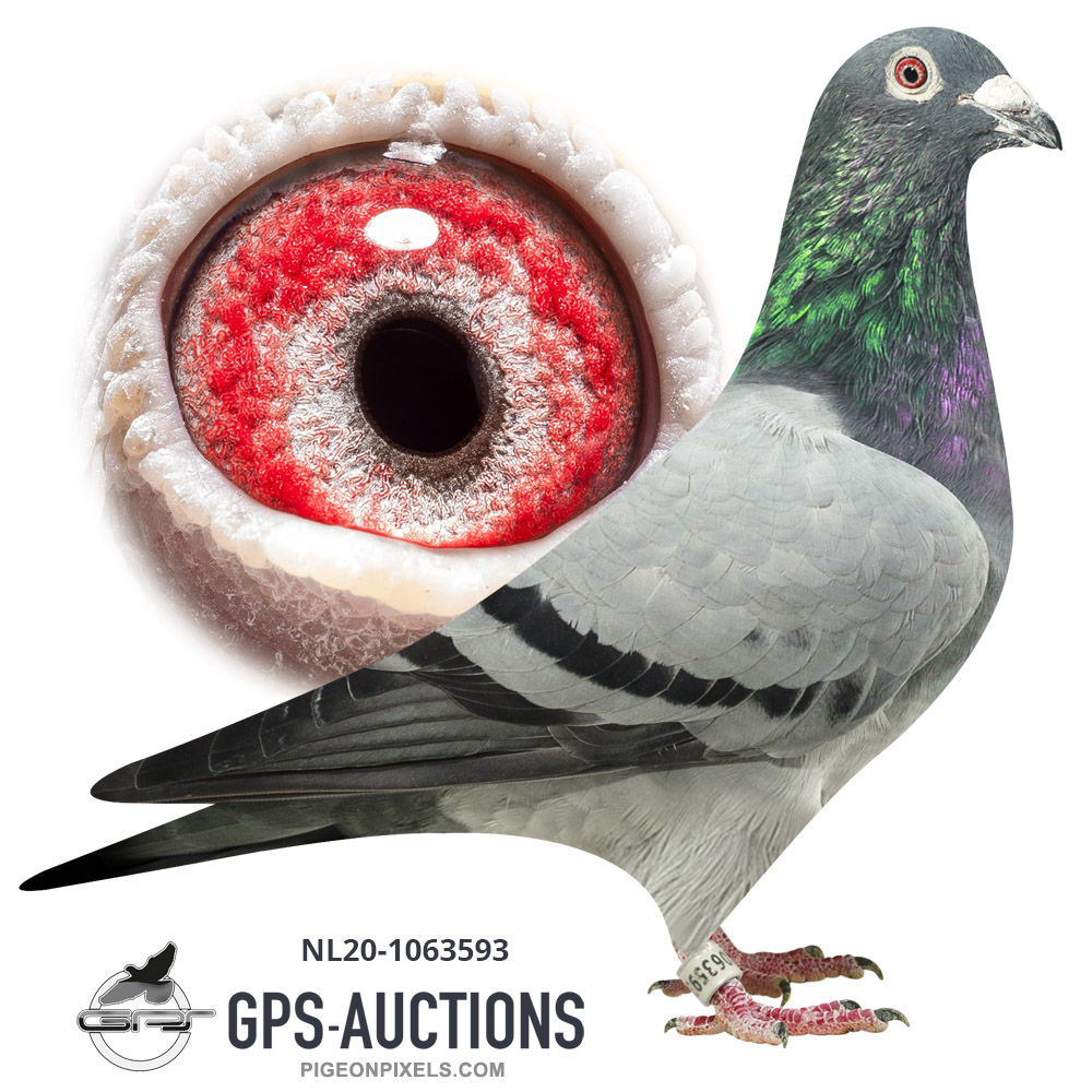 Dutch Top Pigeons - GPS-Auctions
