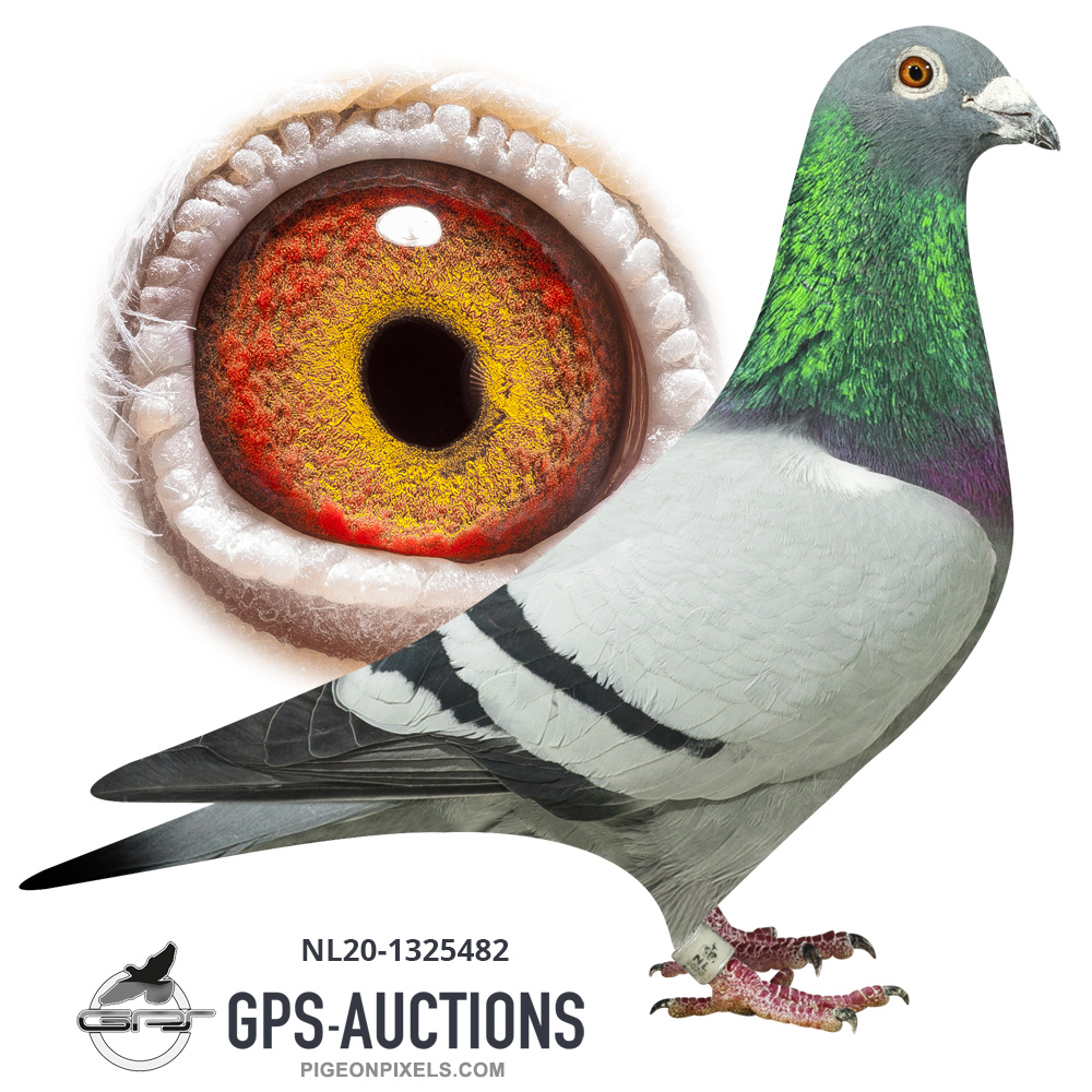 Total Auction Aaldering Pigeons - Saturday - Part 7 - GPS-Auctions