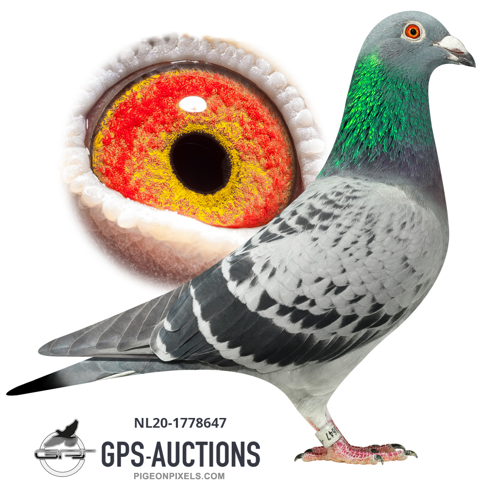 Total Auction Aaldering Pigeons - Saturday - Part 8 - GPS-Auctions