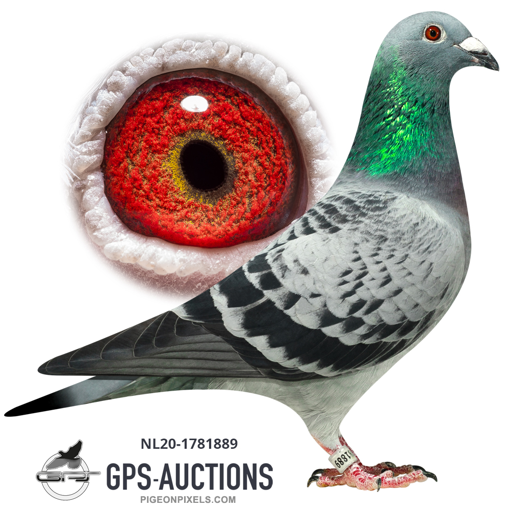 Total Auction Aaldering Pigeons - Saturday - Part 5 - GPS-Auctions