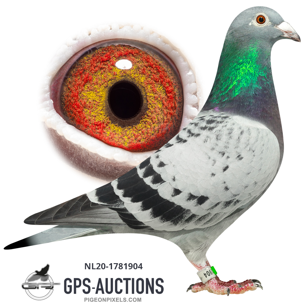 Total Auction Aaldering Pigeons - Saturday - Part 5 - GPS-Auctions