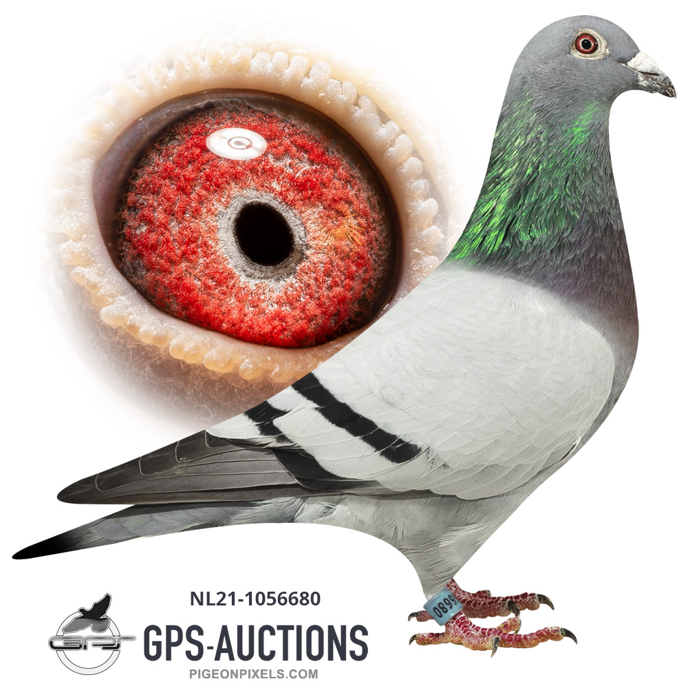 De Kroonduif Racingpigeons Part 2 - GPS-Auctions