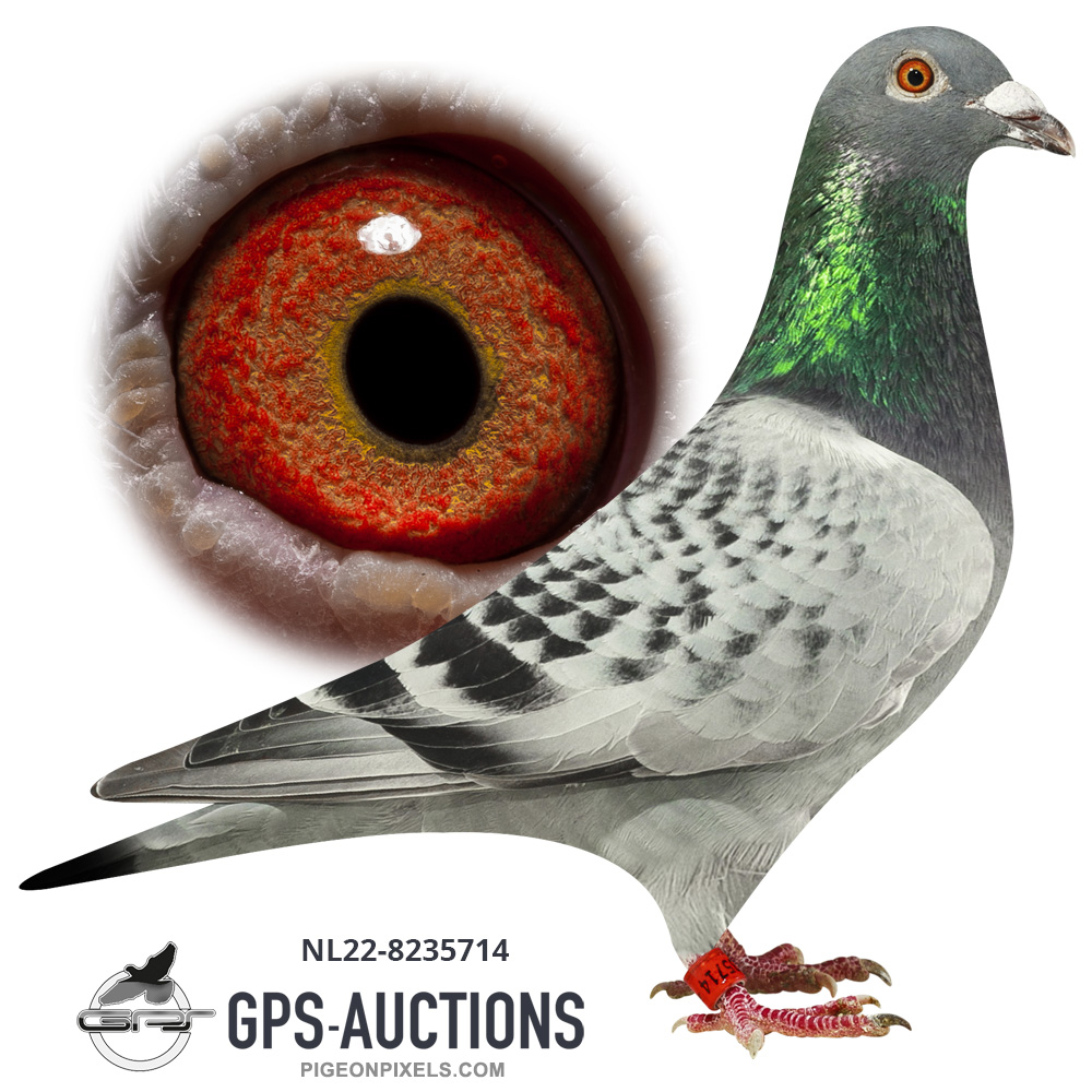 Total Auction Aaldering Pigeons - Saturday - Part 1 - GPS-Auctions