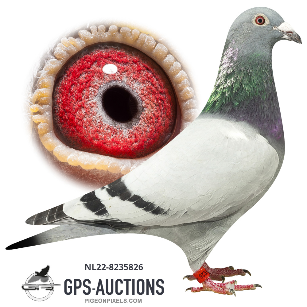 Total Auction Aaldering Pigeons - Saturday - Part 1 - GPS-Auctions