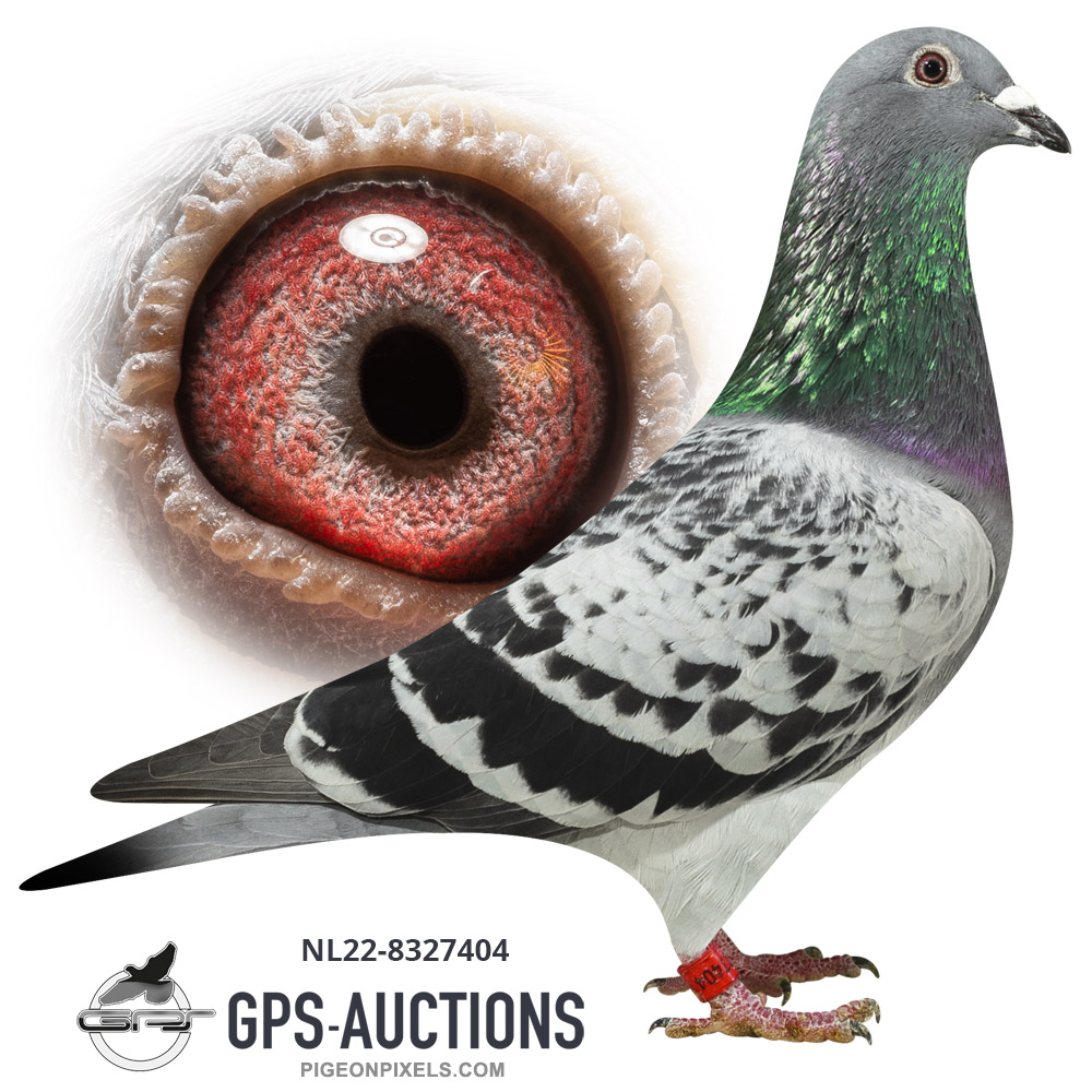 De Kroonduif 赛鸽第 2 部分 - GPS-Auctions
