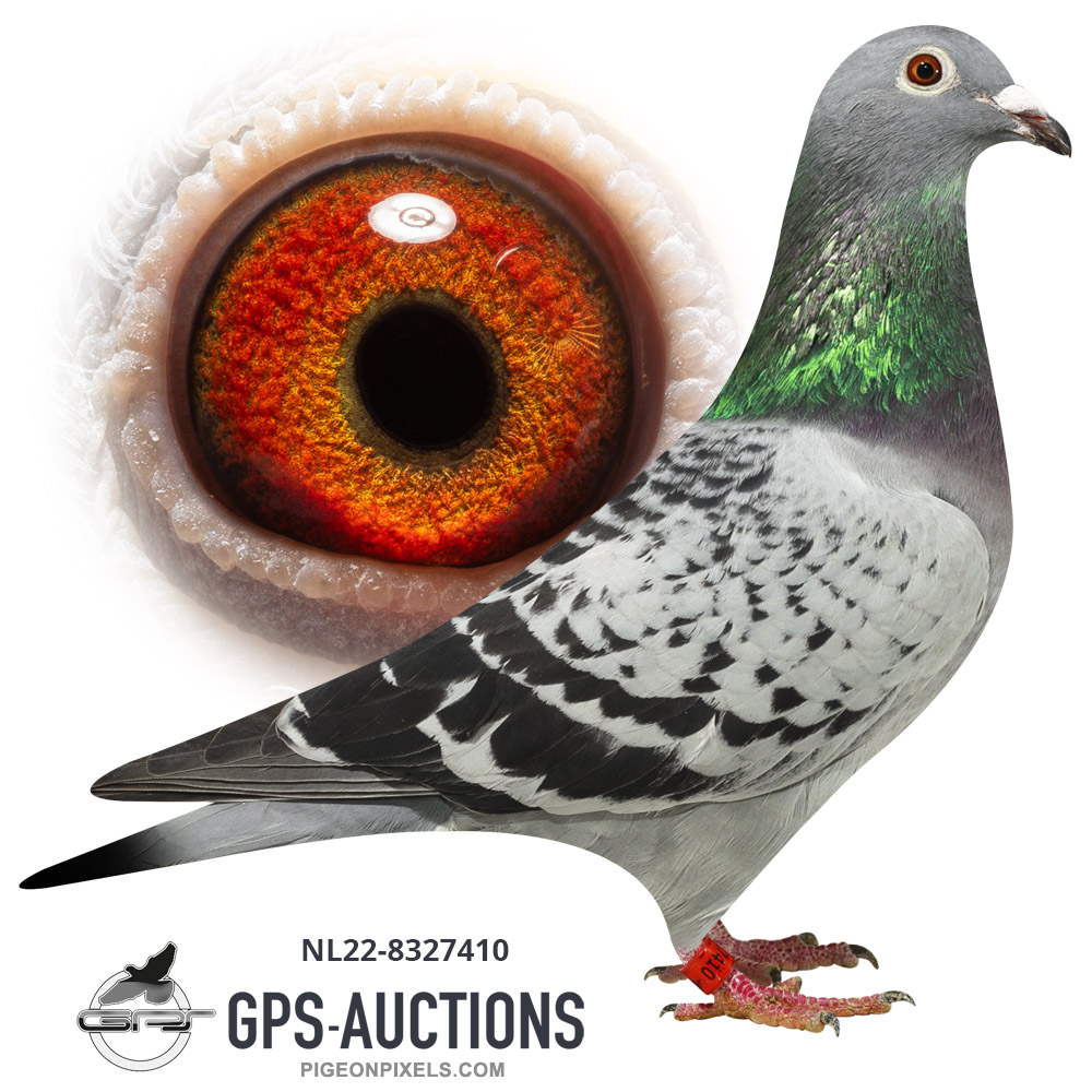 De Kroonduif Racingpigeons Part 2 - GPS-Auctions