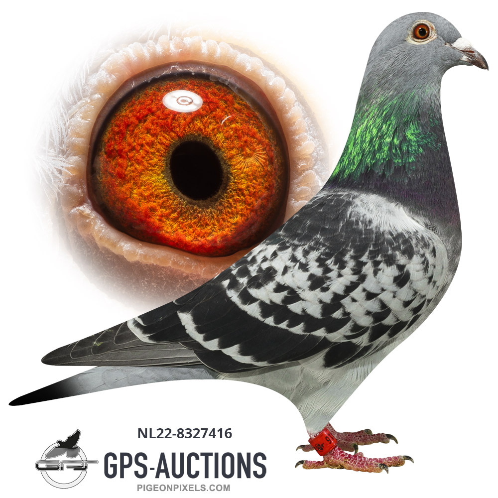De Kroonduif Racingpigeons Part 2 - GPS-Auctions