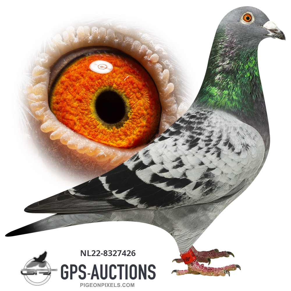 De Kroonduif Racingpigeons Part 2 - GPS-Auctions
