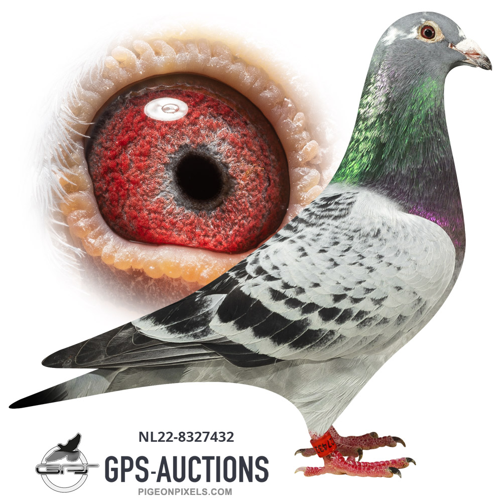 De Kroonduif Racingpigeons Part 2 - GPS-Auctions