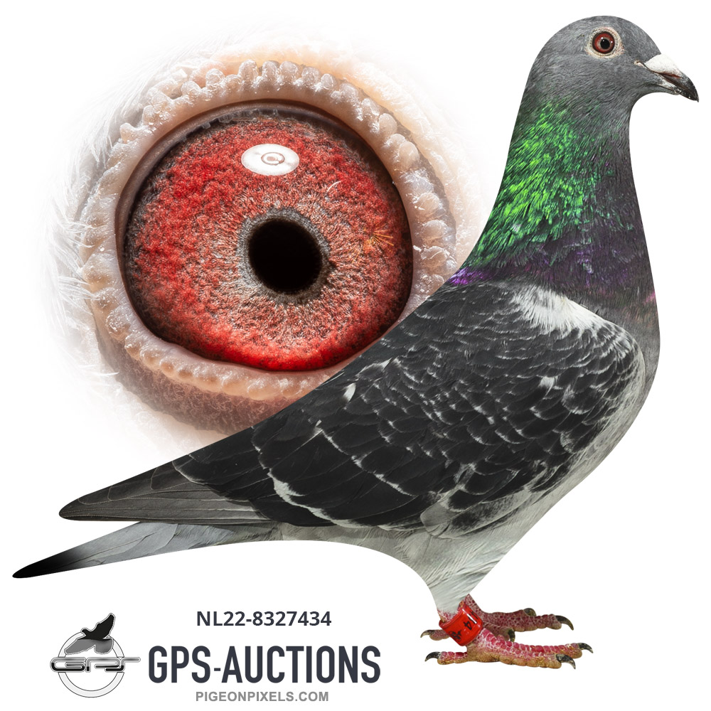 De Kroonduif 赛鸽第 2 部分 - GPS-Auctions