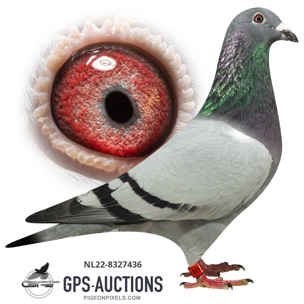 De Kroonduif 赛鸽第 2 部分 - GPS-Auctions