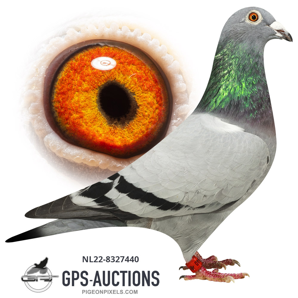De Kroonduif Racingpigeons Parte 2 - GPS-Auctions