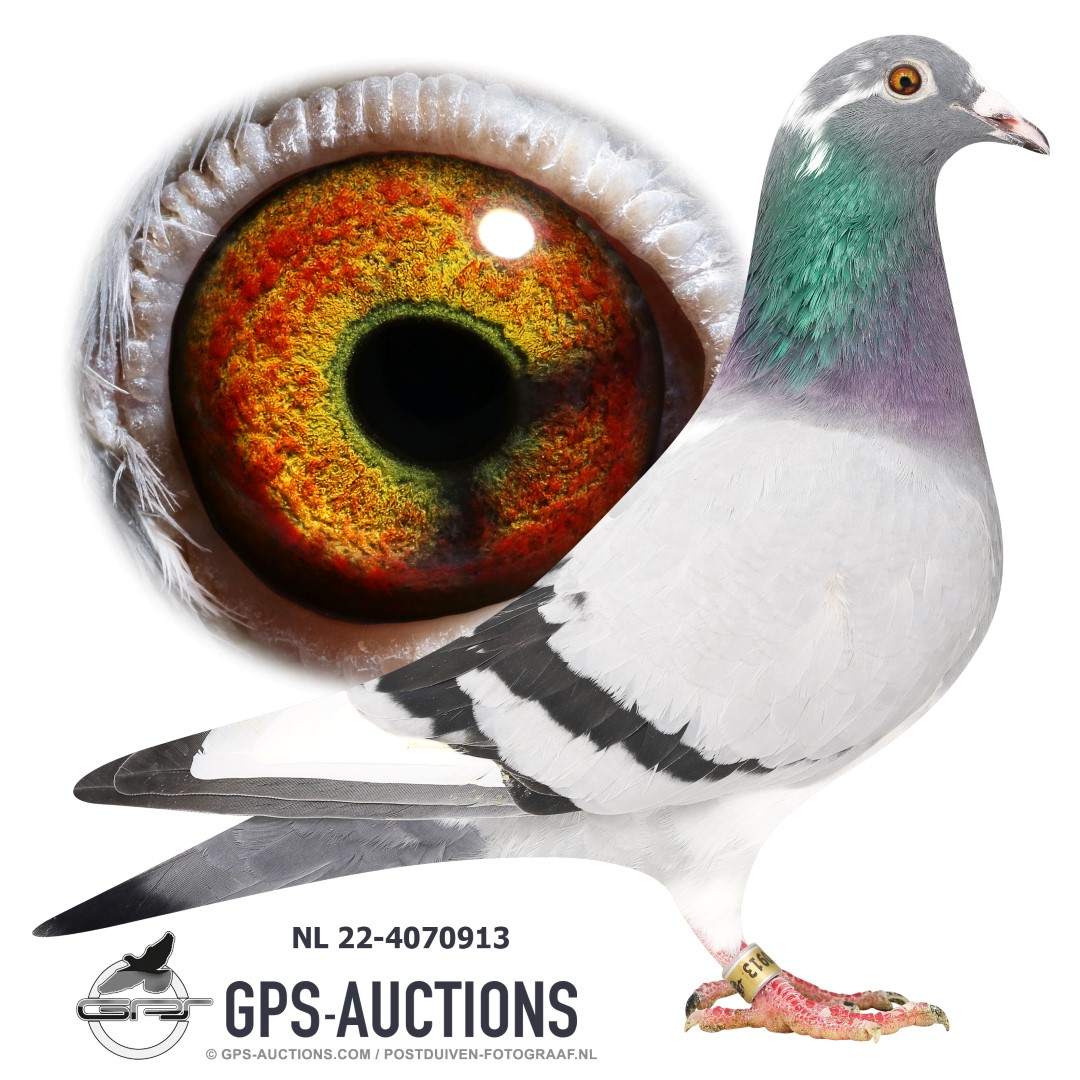 Belgium Speed Pigeons - GPS-Auctions
