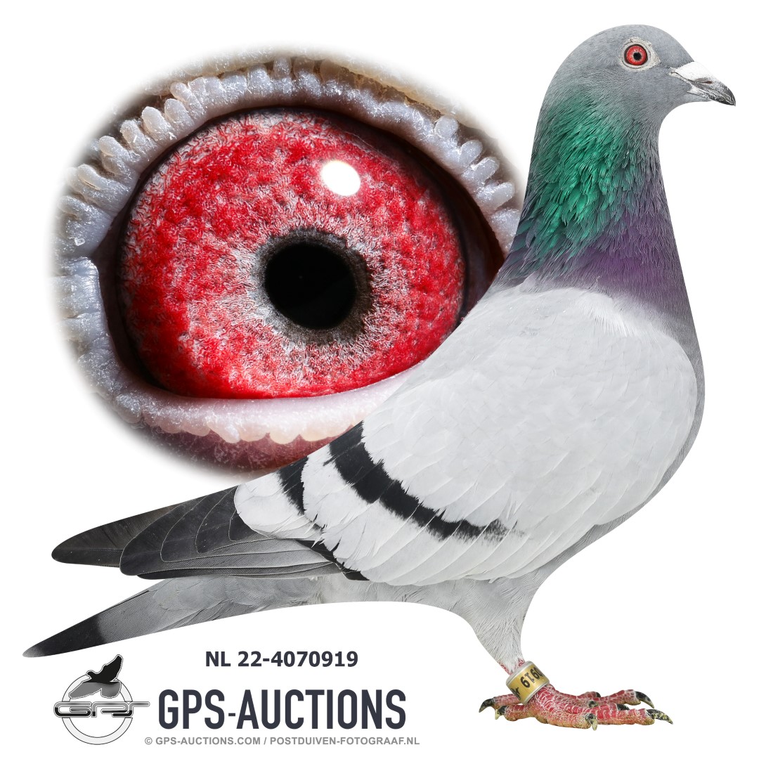 Belgium Speed Pigeons - GPS-Auctions