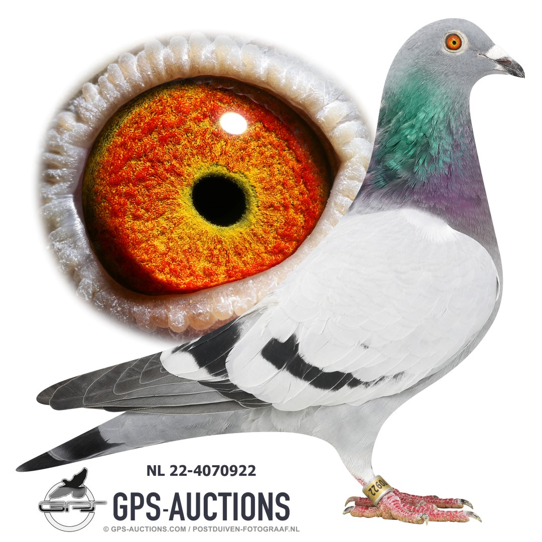 Belgium Speed Pigeons - GPS-Auctions