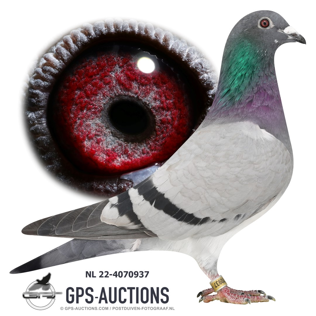 Belgium Speed Pigeons - GPS-Auctions