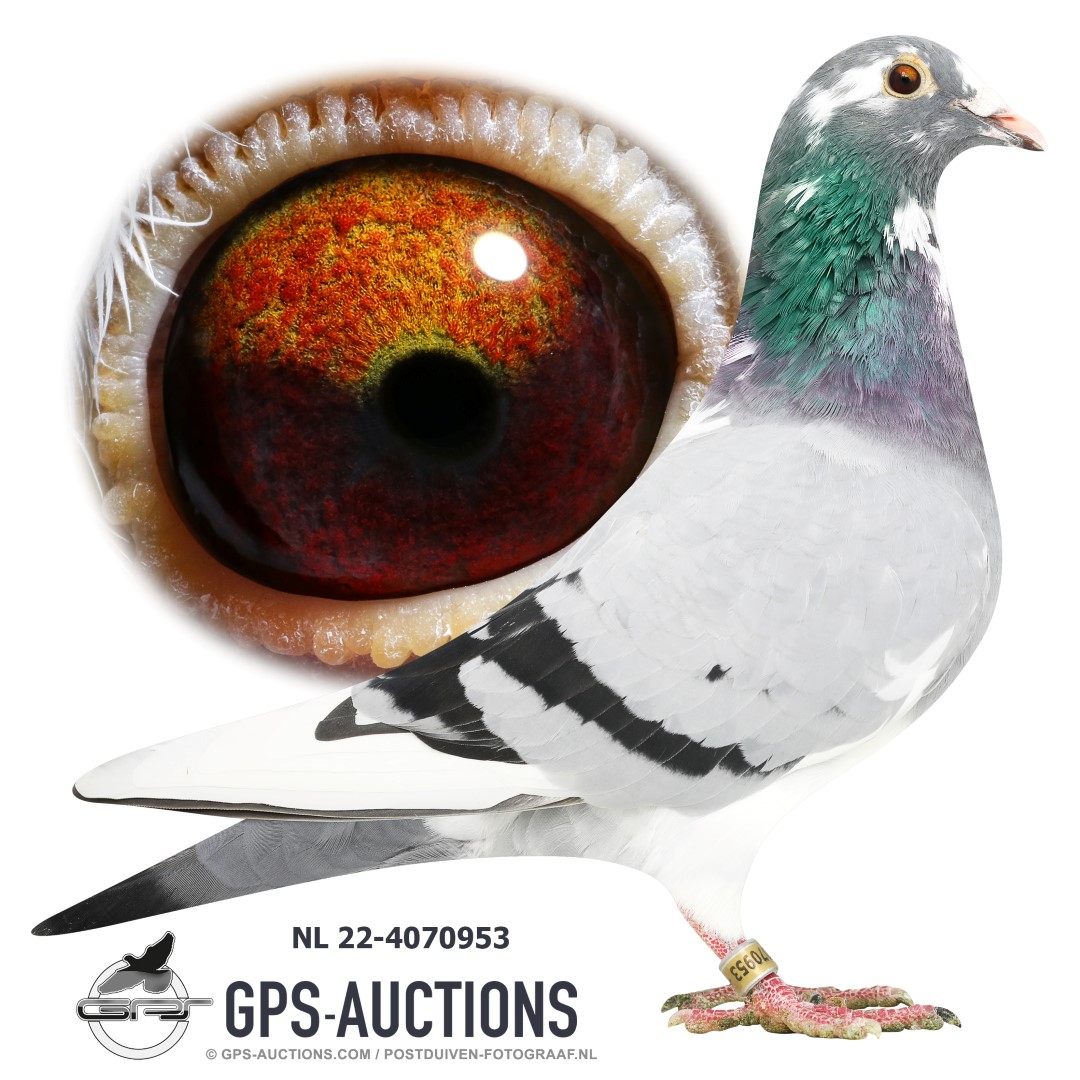 Belgium Speed Pigeons - GPS-Auctions