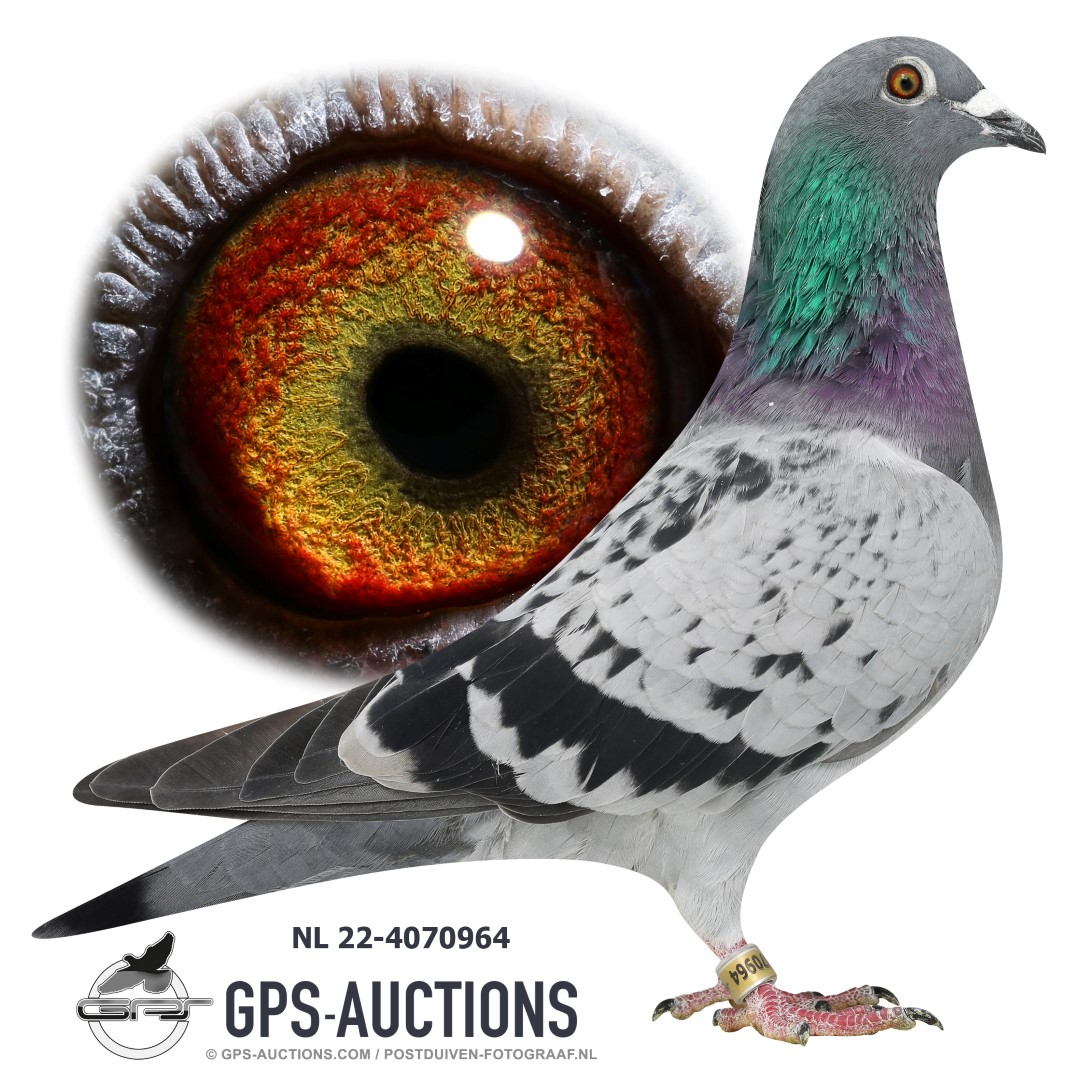 Belgium Speed Pigeons - GPS-Auctions