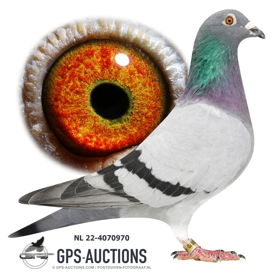 Belgium Speed Pigeons - GPS-Auctions